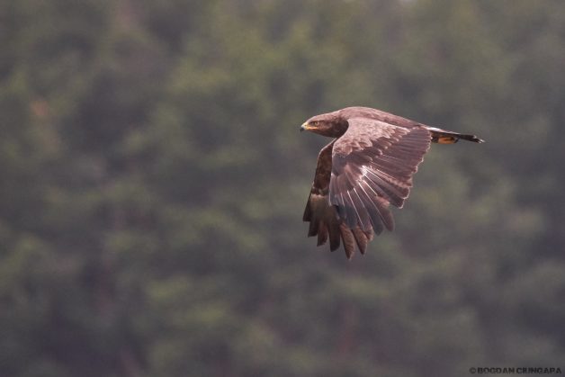 Șacalul și acvila - Contributors